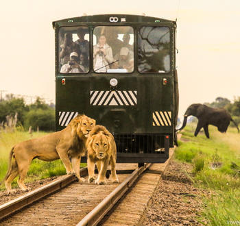 Victoria Falls og The Elephant Express | safarireiser.no