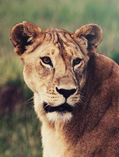 Startside | safarireiser.no