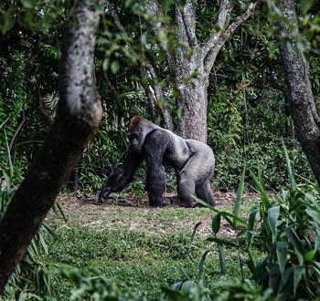 Gruppetur med gorillatrekking i Uganda | safarireiser.no